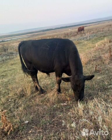 Бык Абердин