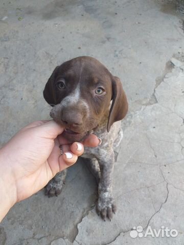 Продаются щенки курцхаара