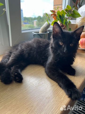 Кошечка-подросток