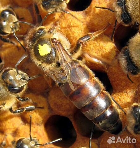 Матки карника