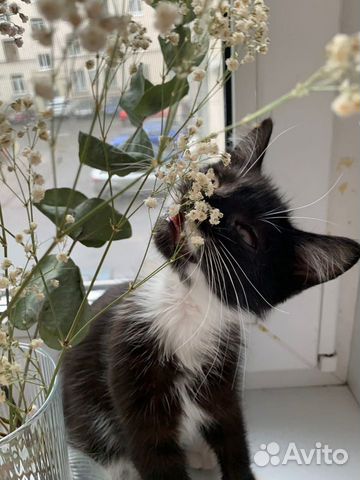 Котенок в добрые руки