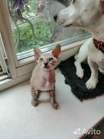 Котята корниш-рекс