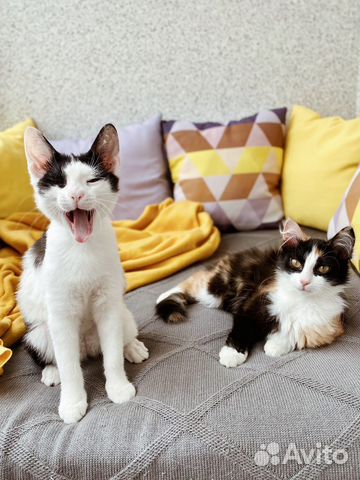 Котята