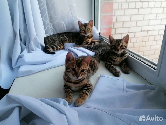 Бенгальские котята