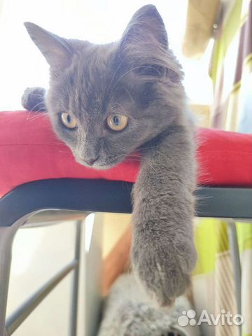Котёнок 3 мес Русская голубая