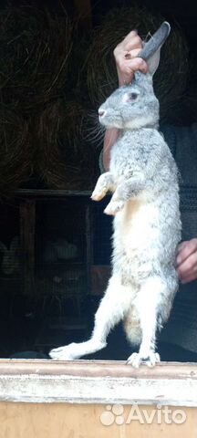 Кролики серый великан