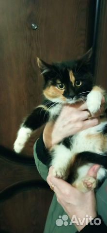Брошенные котята