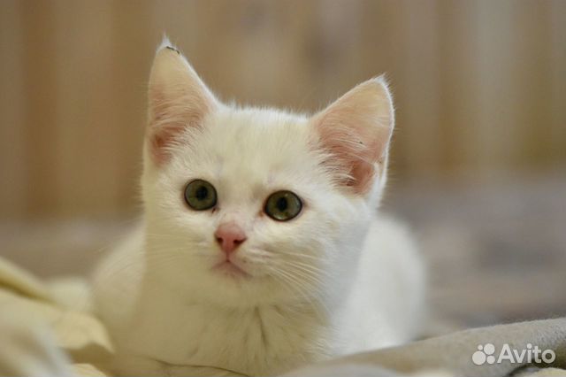 Белое облачко ищет семью