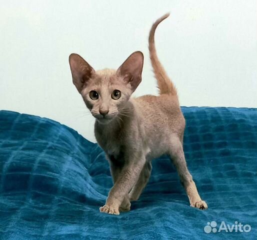 Ориентальная