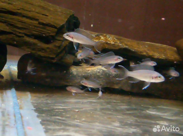 Принцесса бурунди