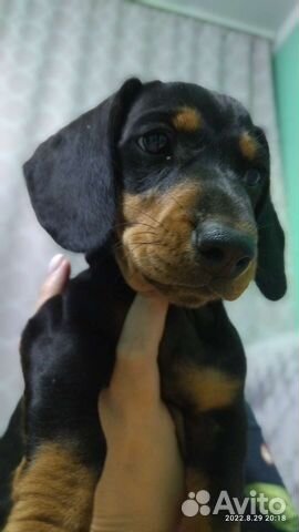 Такса стандарт