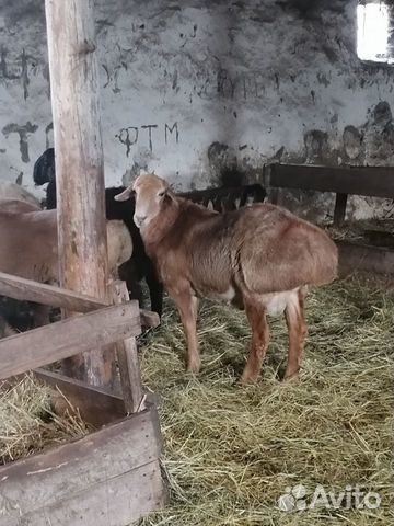Продаю баранчики. Есть на племя