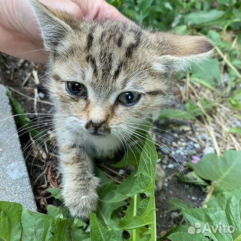 Умирает котенок