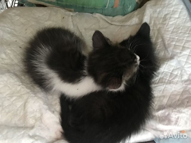 Котята, милые и классные