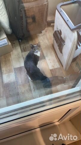 Найдена серая кошка