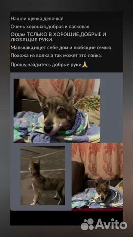 Одам девочку щенка в хорошие руки