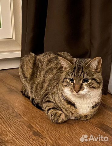 Кота выкинули из окна