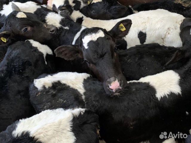 Бычки телята