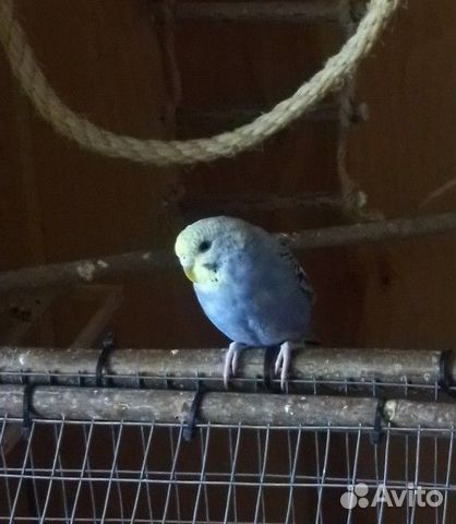 Попугай волнистый улетел