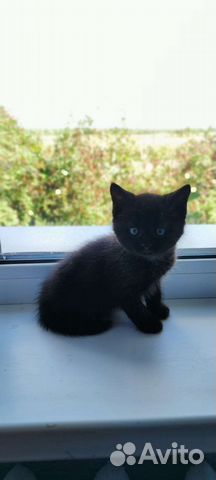 Котик