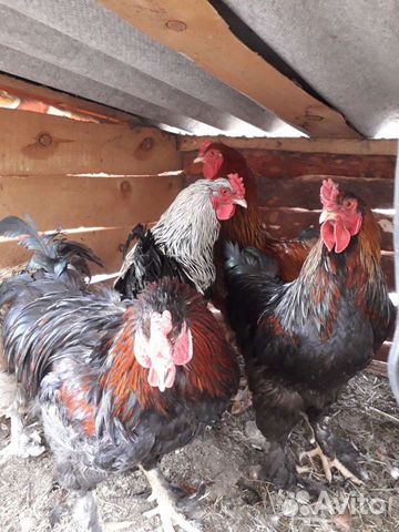 ПетухБрама