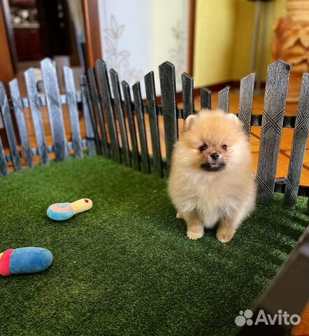 Шпиц померанский амер. линия