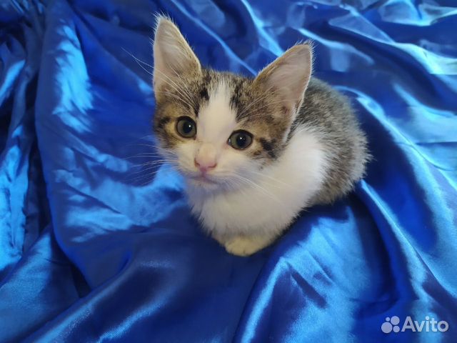 Малыш с большими ушками ищет дом