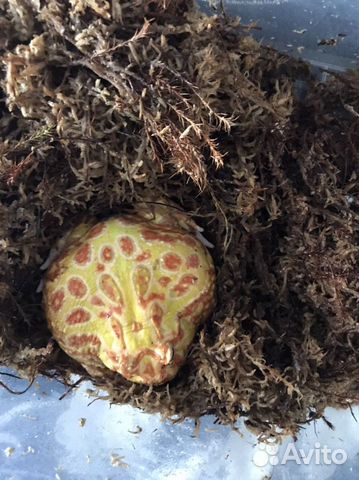 Лягушка рогатка