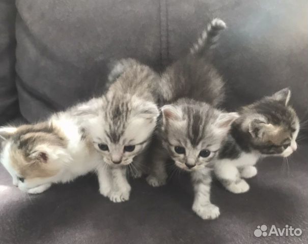 Красивые котята в добрые руки
