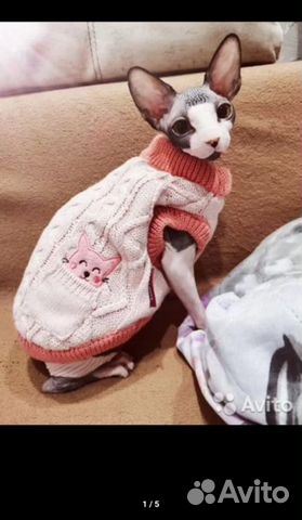 Продам канадких сфинксов