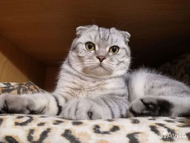 Кот на вязку