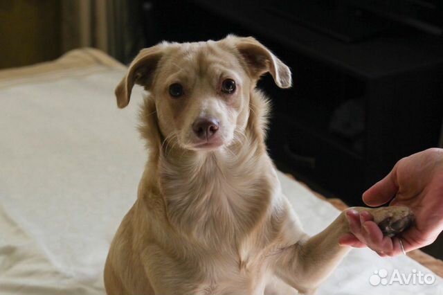 Сладкая булочка Луна ищет дом