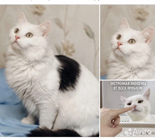 Экстренная кнопочка от всех проблем