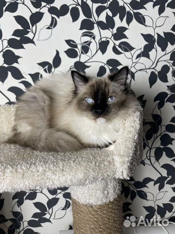 Девочка Рэгдолл с документами