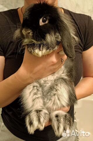 Декоративный кролик вислоухий