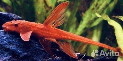 Лорикария(стурисома)