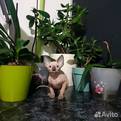 Канадский сфинкс котенок