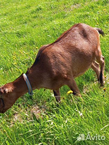 Коза ламанча