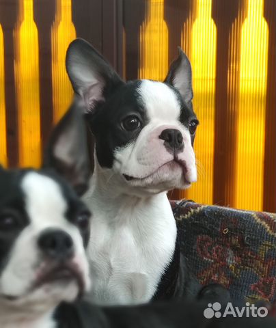 Бостон терьера щенок