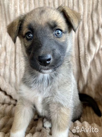 Крошка 1,5 месяца