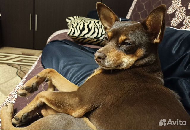 Той-терьер - жених ищет себе невесту