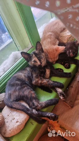 Красивые котята