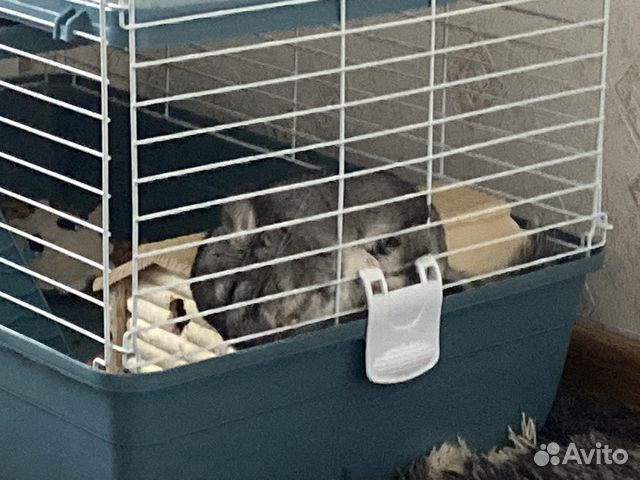 Британская шиншилла