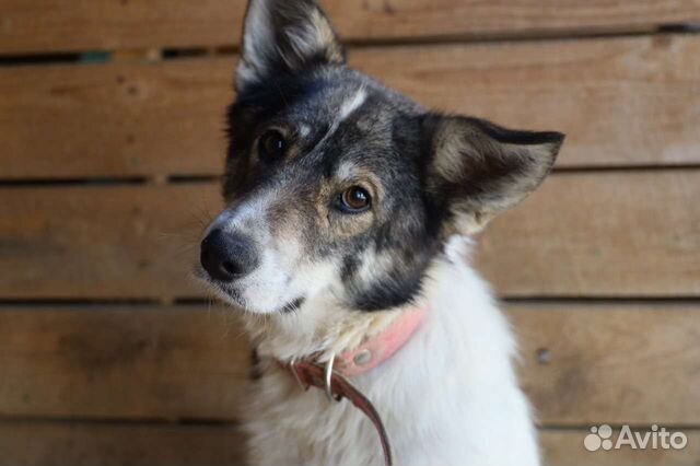 Подарите Биму дом, любовь и ласку