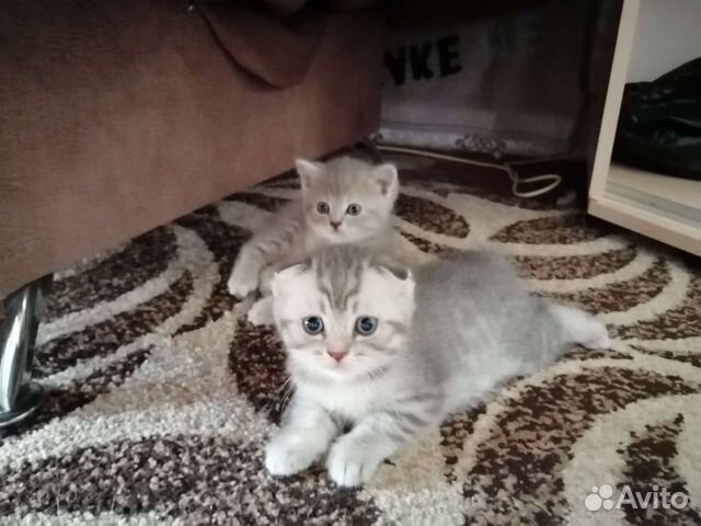 Шотландские котята