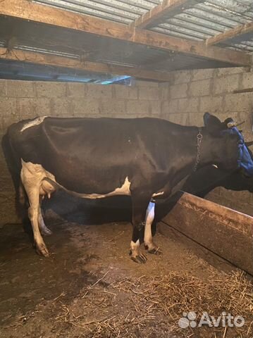Корова дойная