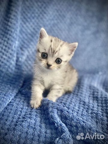 Шотланский котенок девочка