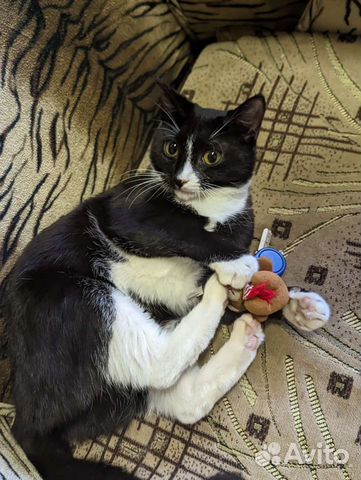 Спасите самую ласковую кошку Фанни от гибели