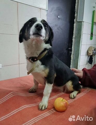 Собака девочка, Алечка ищет дом