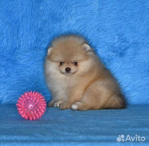 Померанский шпиц медвежьего типа мини